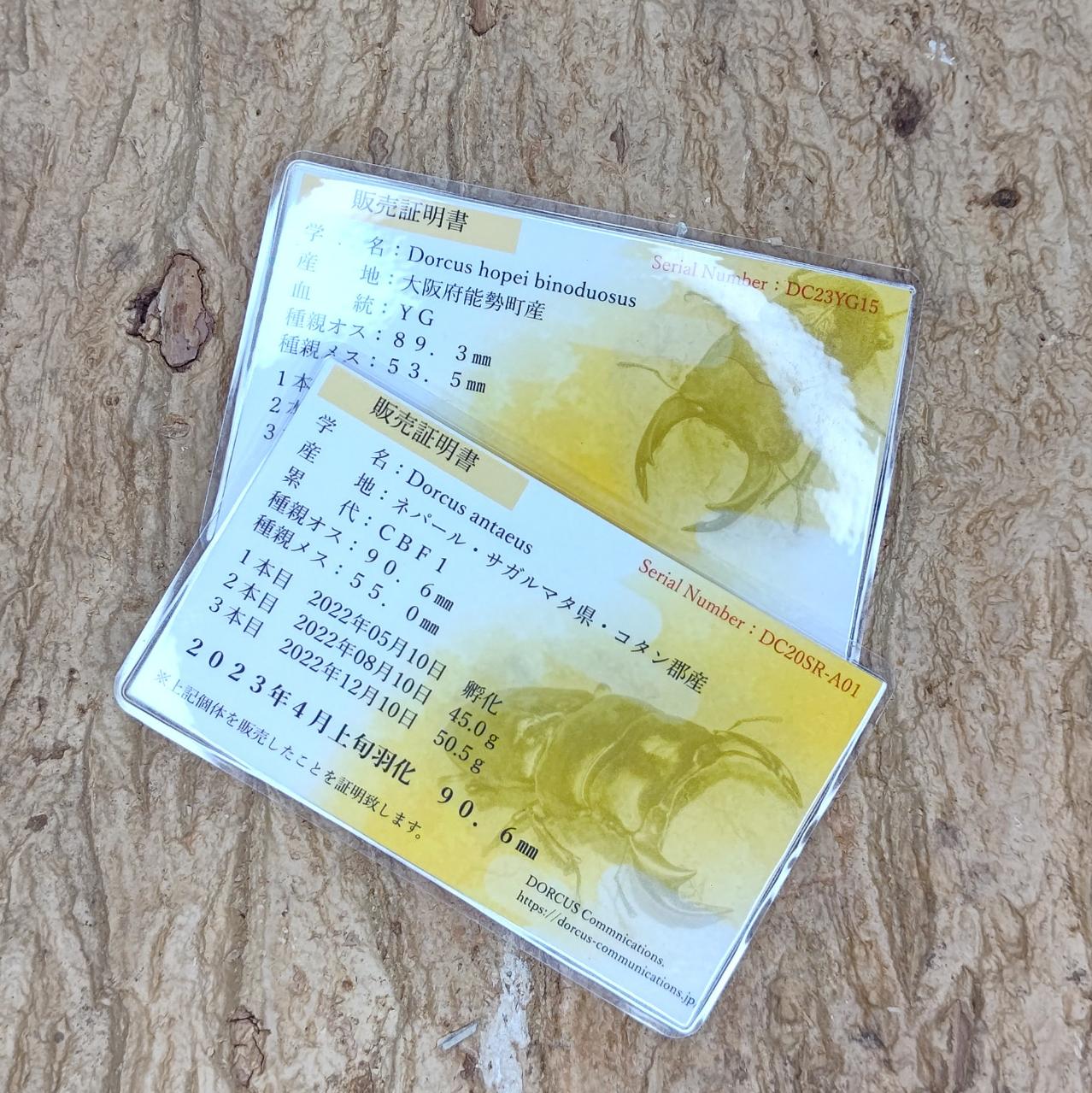 販売証明書 - DORCUS Communications.