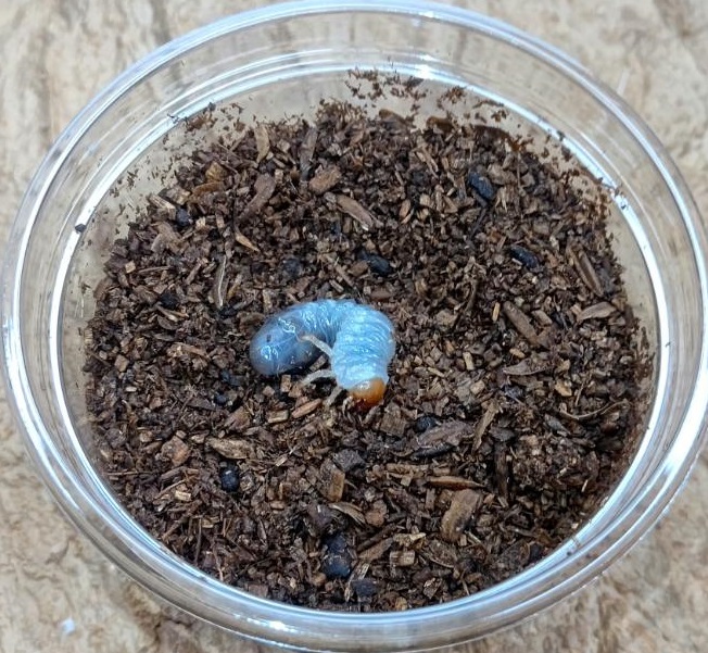 ITEMS - DORCUS Communications.