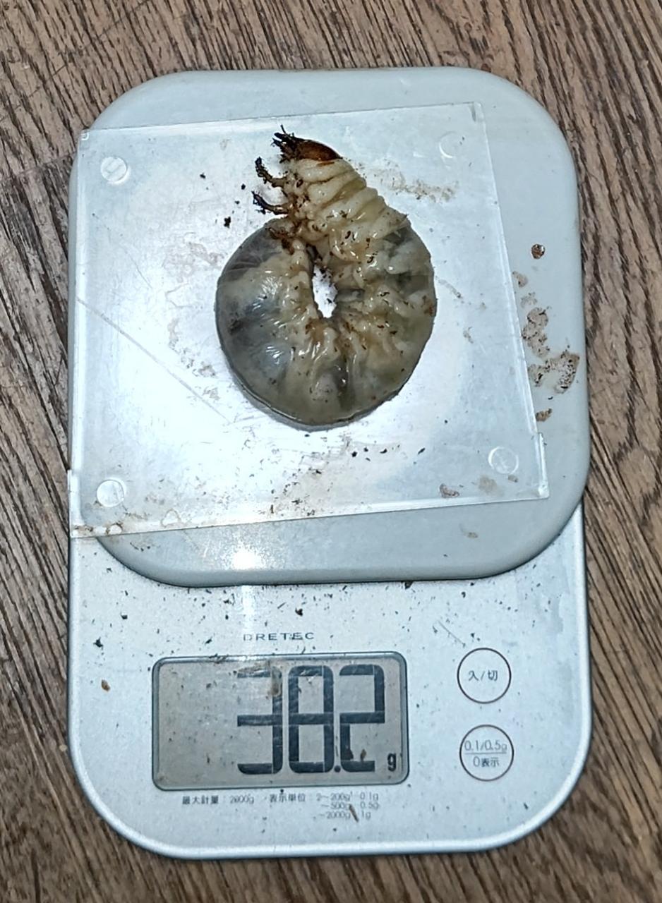 SR血統オオクワガタ 2本目へ - DORCUS Communications