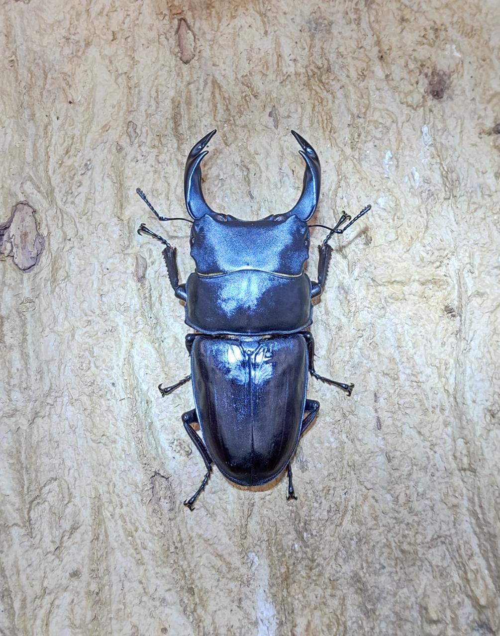 ITEMS - DORCUS Communications.