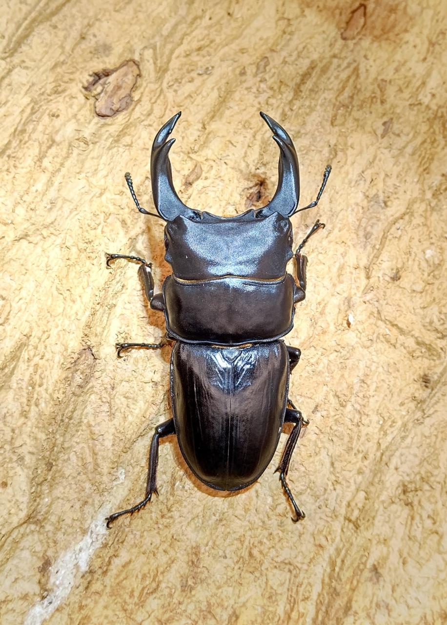 ITEMS - DORCUS Communications.