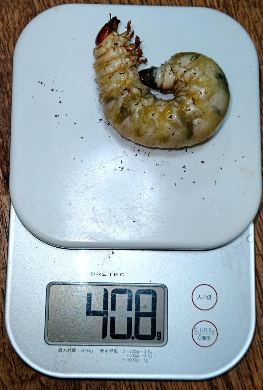 YG・SR幼虫交換 中間報告 - DORCUS Communications