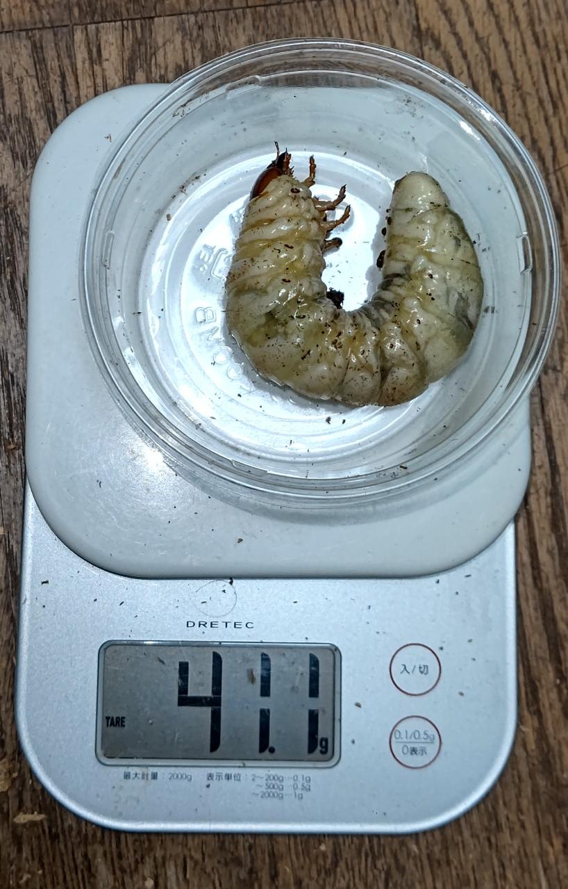 YG・SR幼虫交換 中間報告 - DORCUS Communications