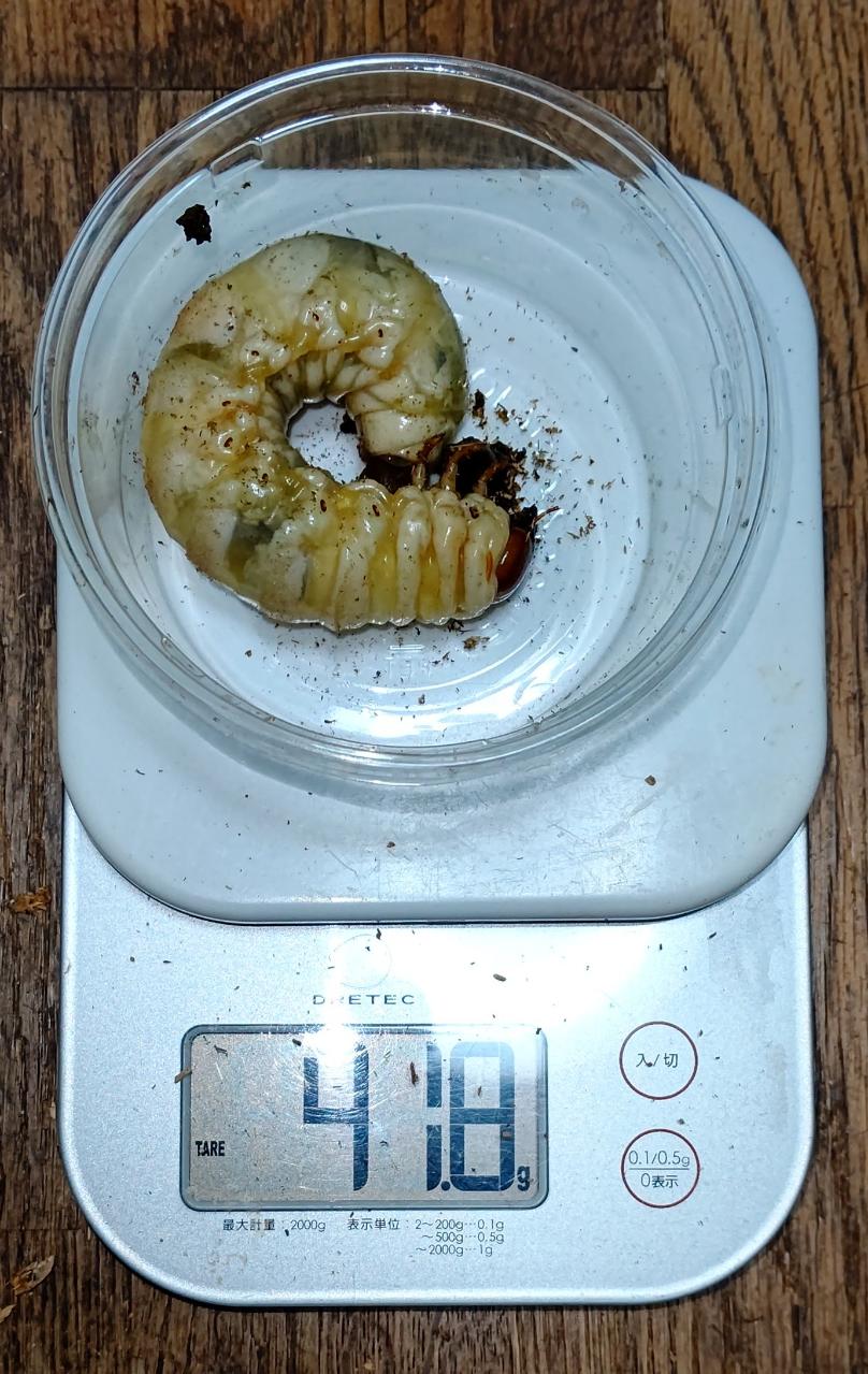 YG・SR幼虫交換 中間報告 - DORCUS Communications