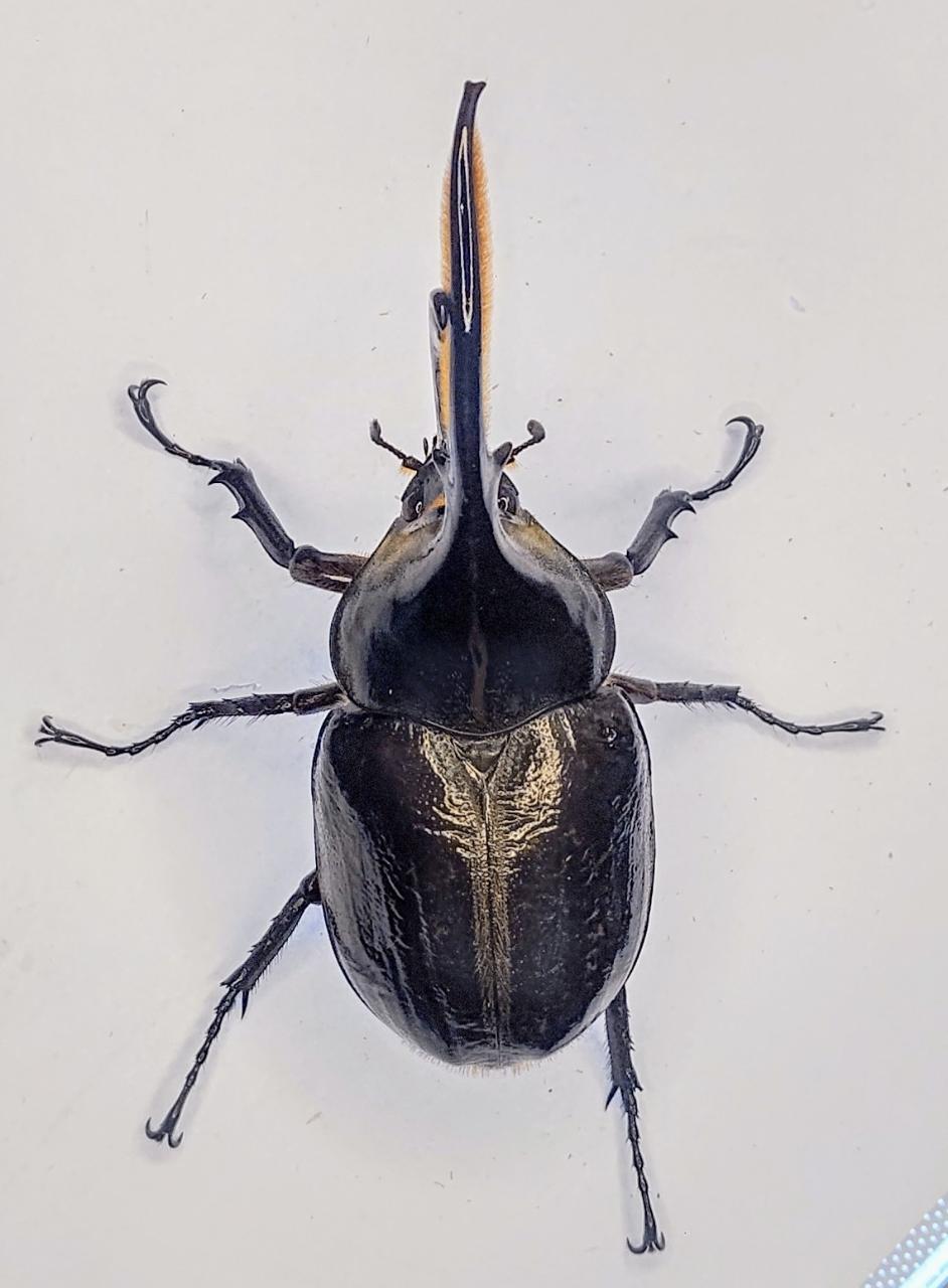 カブトムシ - DORCUS Communications.