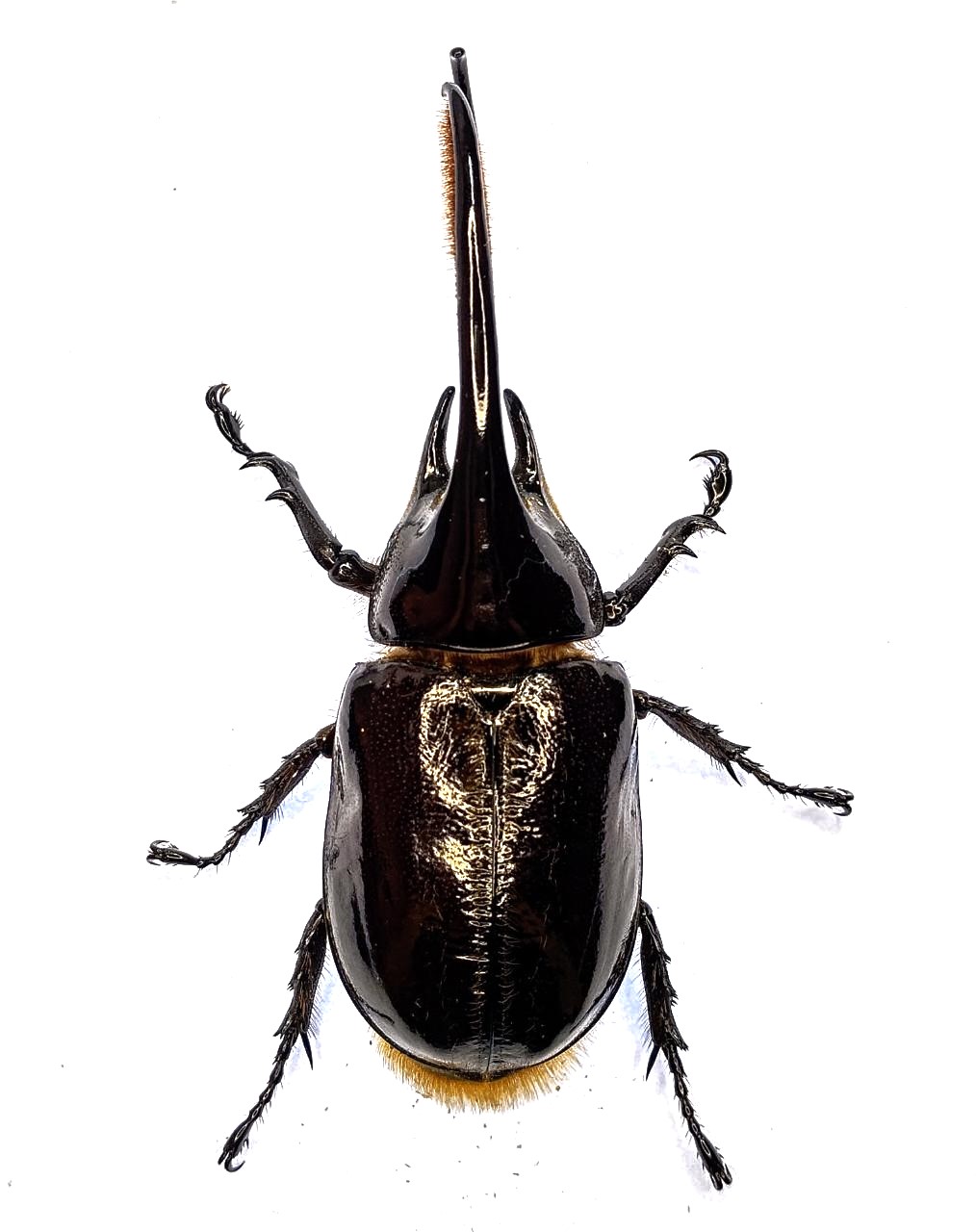 ITEMS - DORCUS Communications.