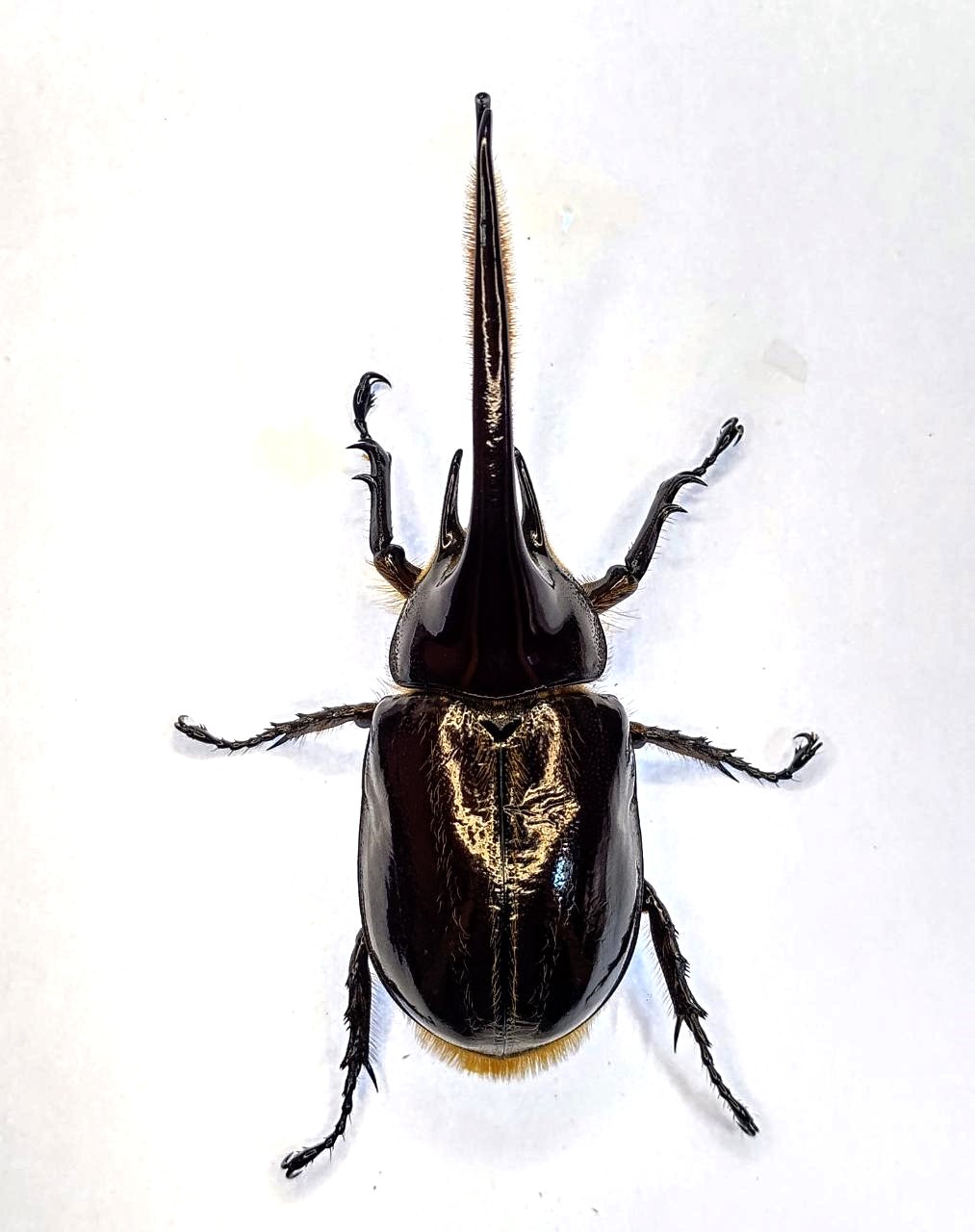 ITEMS - DORCUS Communications.