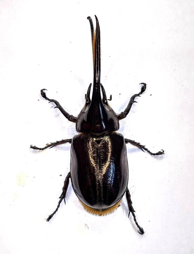 ITEMS - DORCUS Communications.