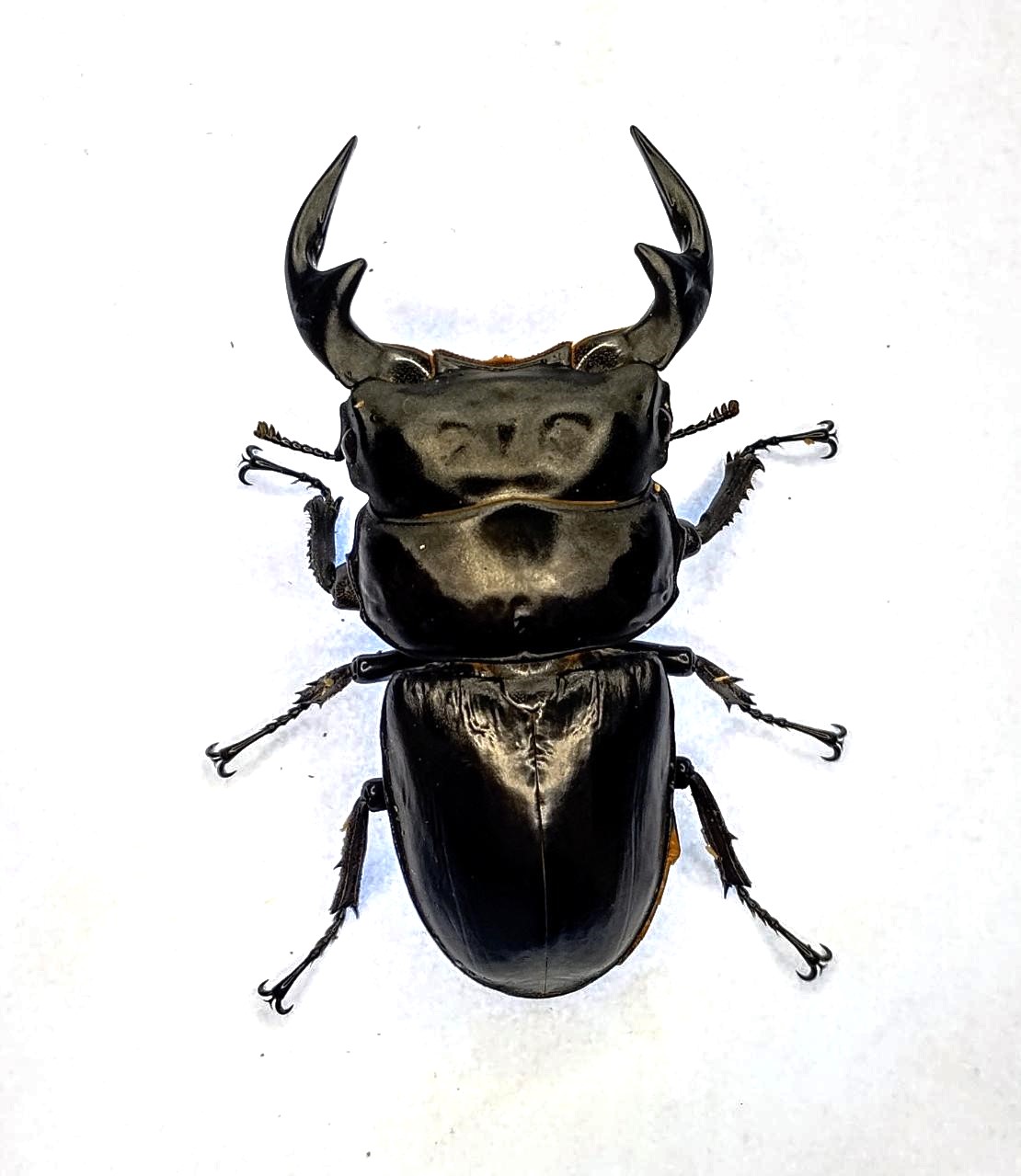 ITEMS - DORCUS Communications.