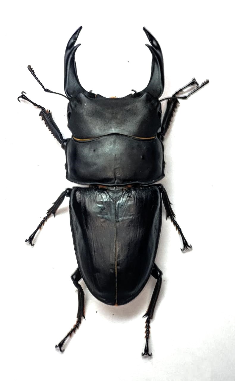 ITEMS - DORCUS Communications.