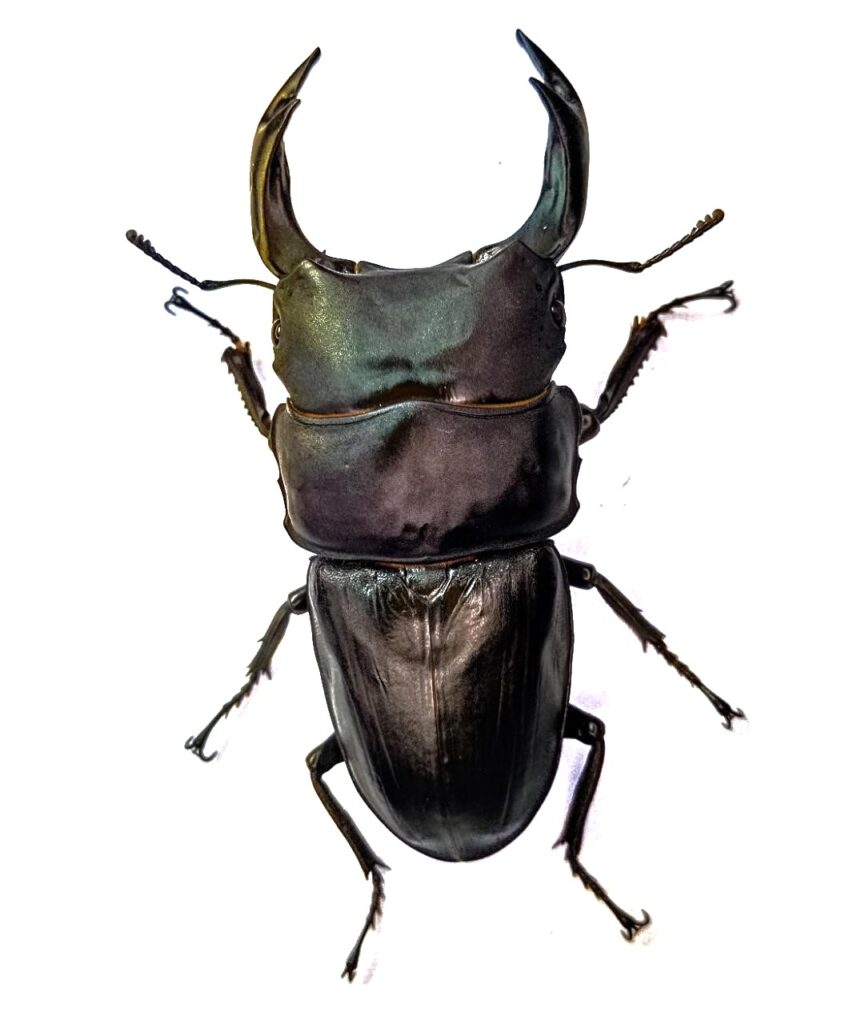 国産オオクワガタ - DORCUS Communications.