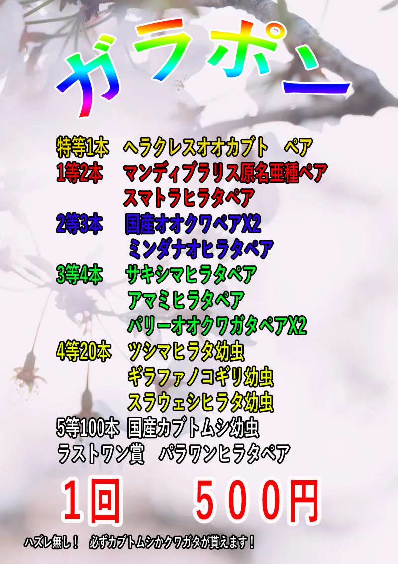 カブトムシとクワガタの虫くじ・販売イベント開催のお知らせ - DORCUS Communications