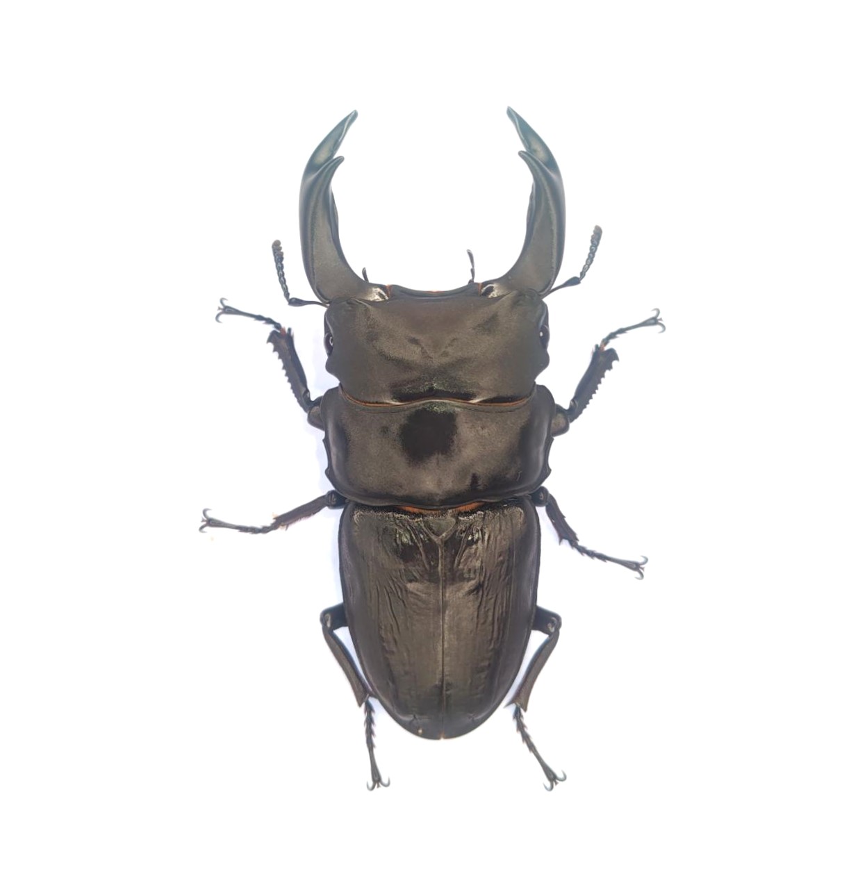 DORCUS Communications. – 佐賀県のクワガタ・カブトムシ専門店